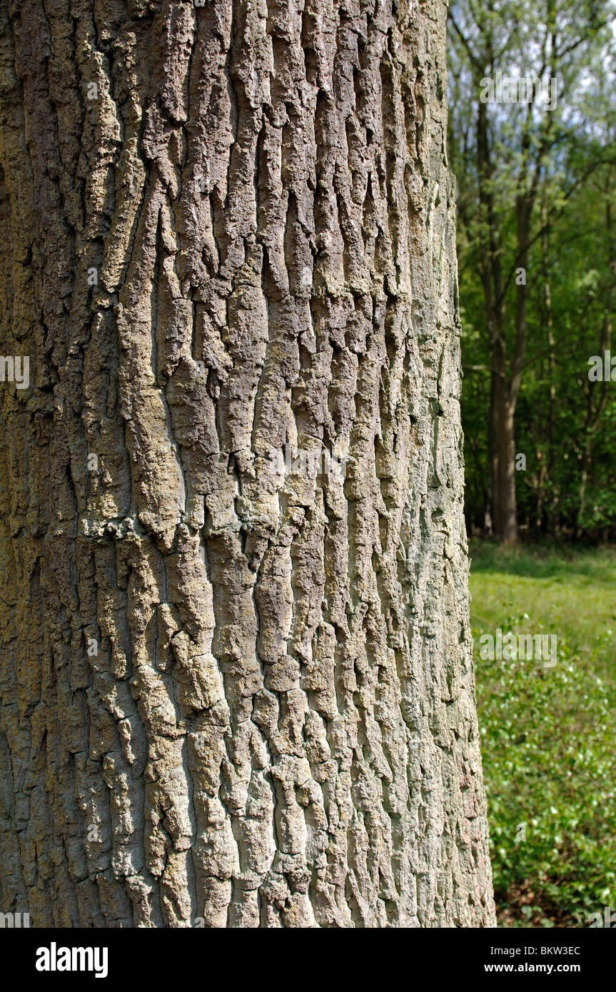 Quercus Species Stockfotos und -bilder Kaufen - Alamy