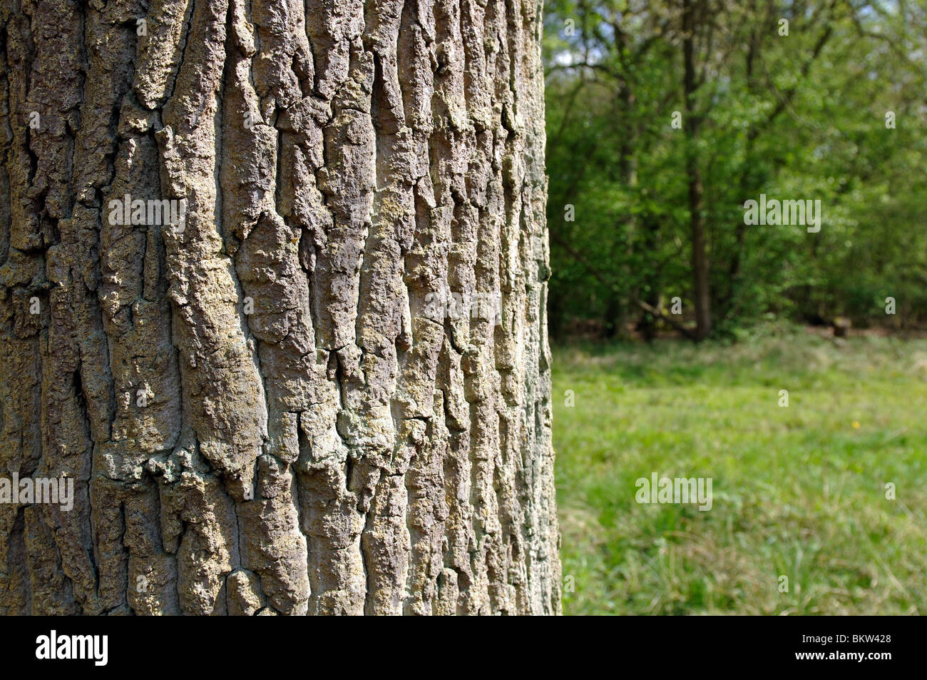 Rinde der eiche -Fotos und -Bildmaterial in hoher Auflösung – Alamy