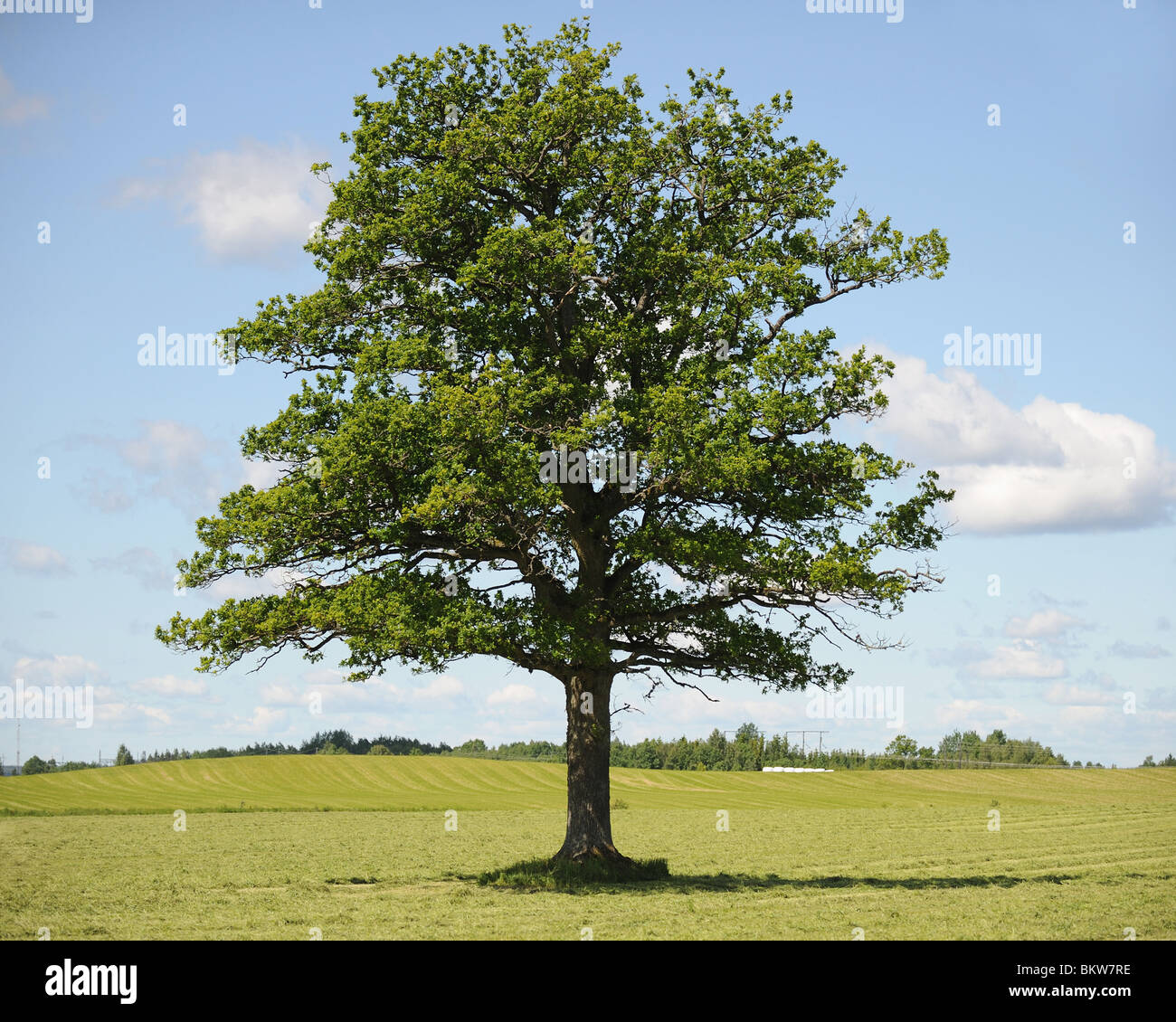 Großer baum -Fotos und -Bildmaterial in hoher Auflösung – Alamy