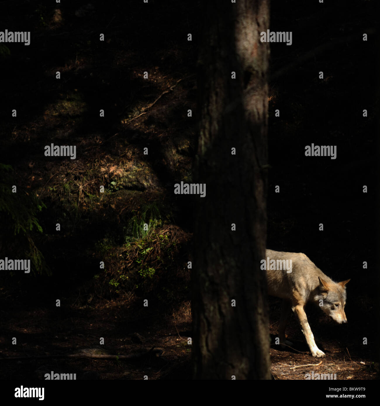 Wolf im wald -Fotos und -Bildmaterial in hoher Auflösung – Alamy