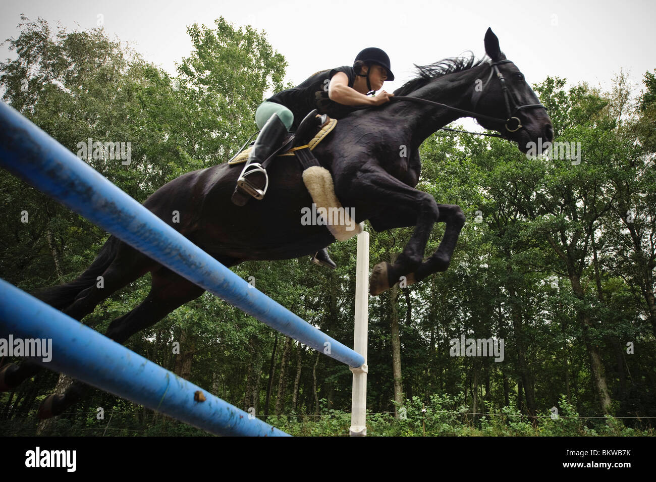 Horse Rider Jumping Over Obstacle Stockfotos und -bilder Kaufen - Alamy