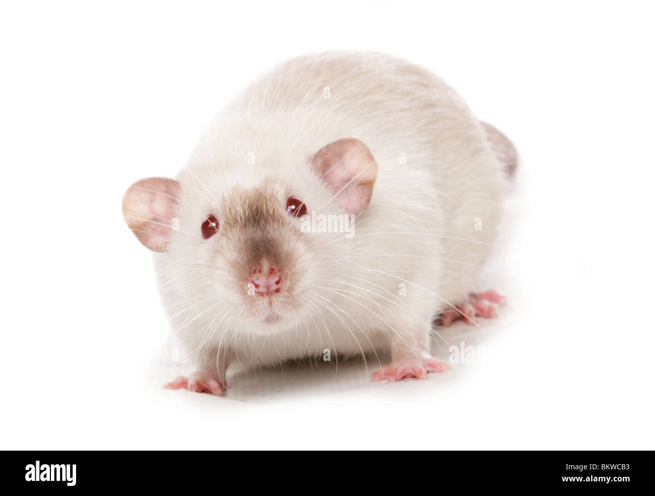 Dumbo ratte -Fotos und -Bildmaterial in hoher Auflösung – Alamy