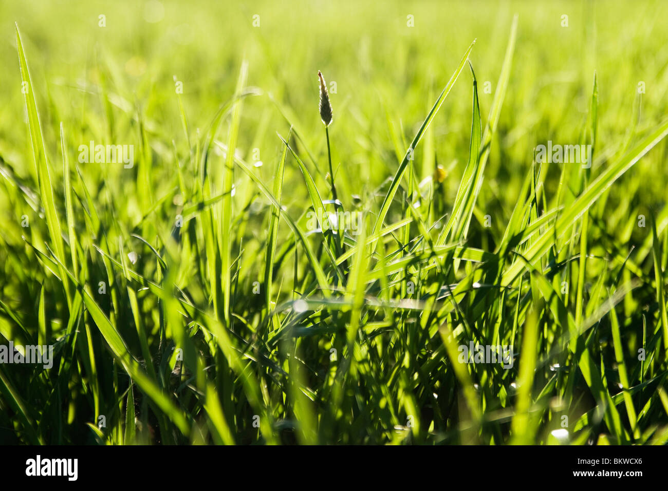 Wiesen Lieschgras Stockfotos und -bilder Kaufen - Alamy