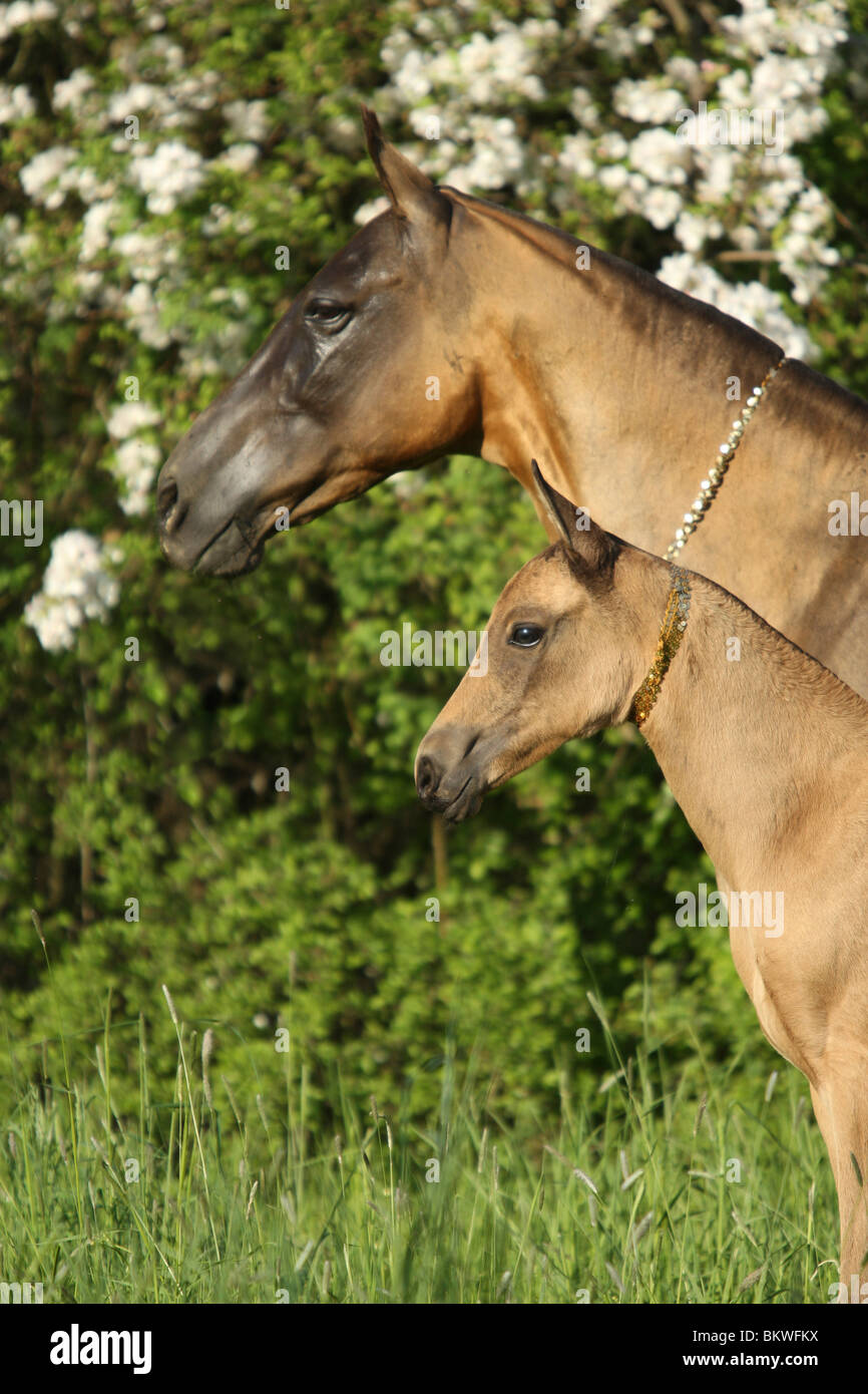 Achal teke pferd -Fotos und -Bildmaterial in hoher Auflösung – Alamy