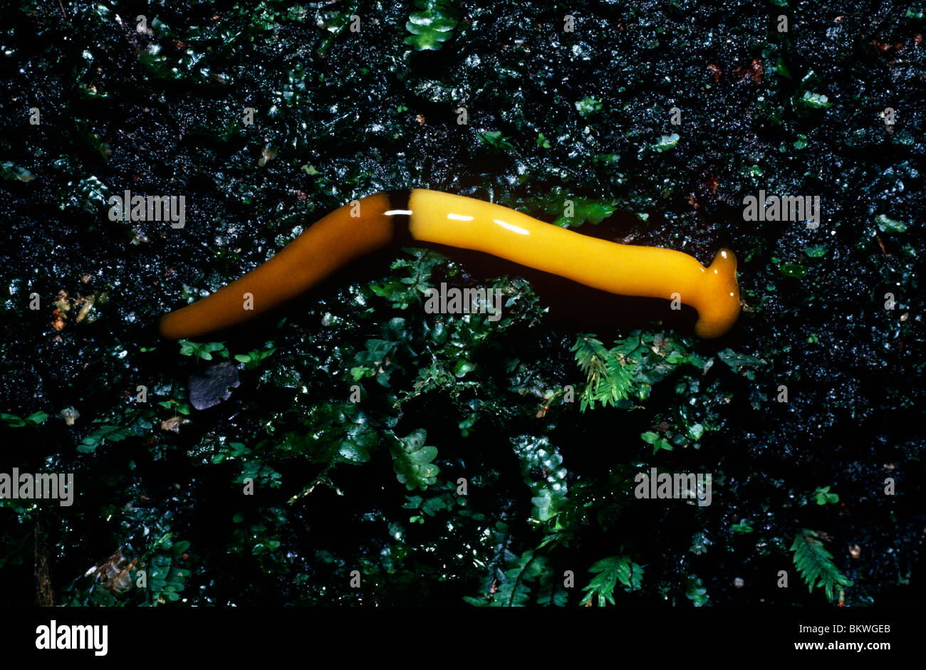 Planarian worm -Fotos und -Bildmaterial in hoher Auflösung – Alamy