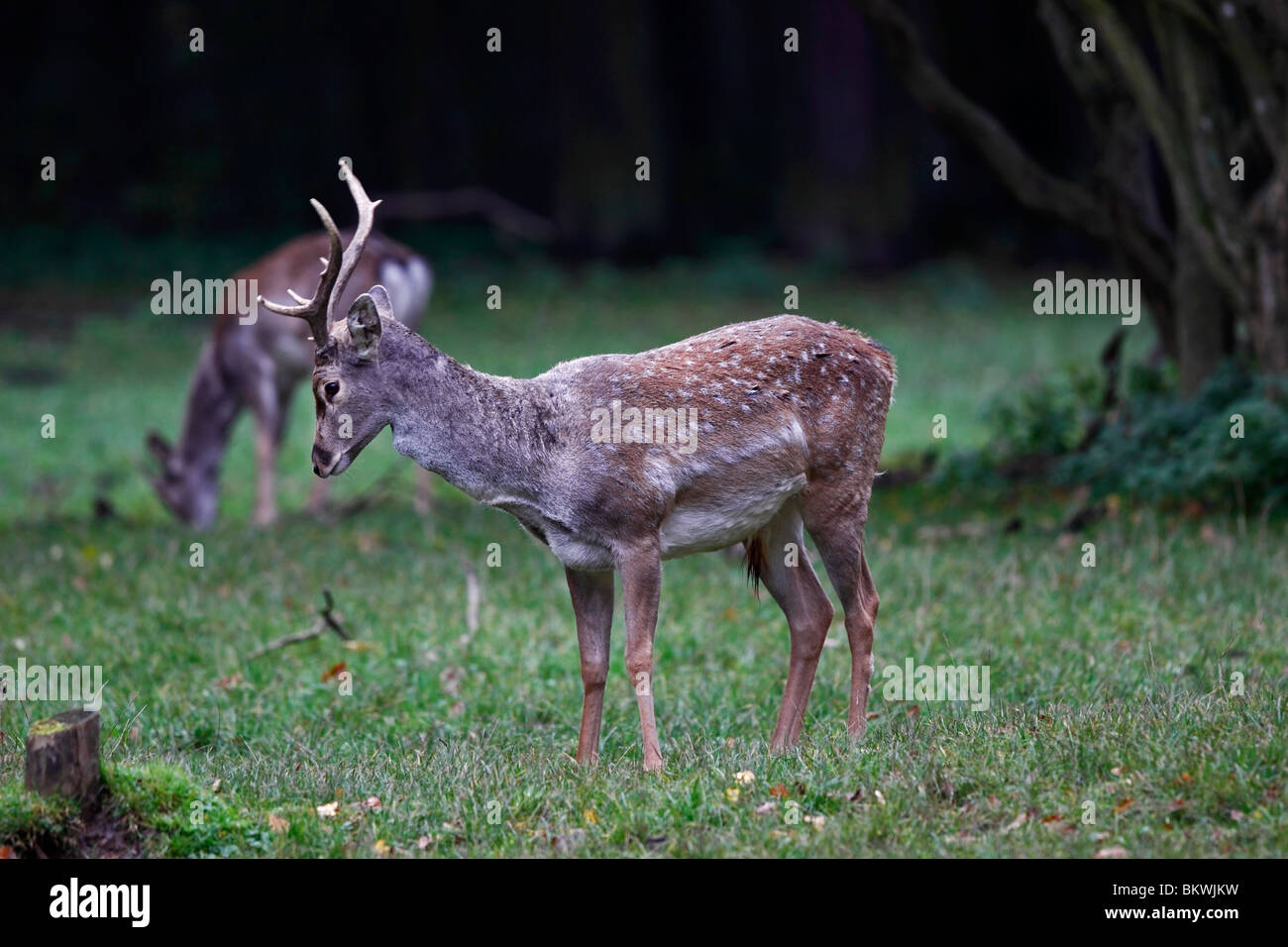 Dama, Dama, Damhirsch, Damhirsch Stockfotografie - Alamy