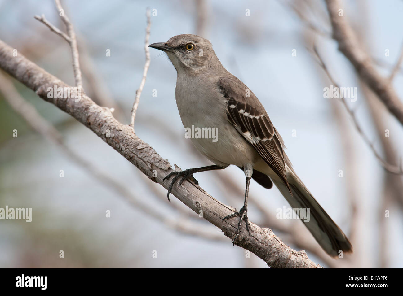 Florida spottdrossel -Fotos und -Bildmaterial in hoher Auflösung – Alamy