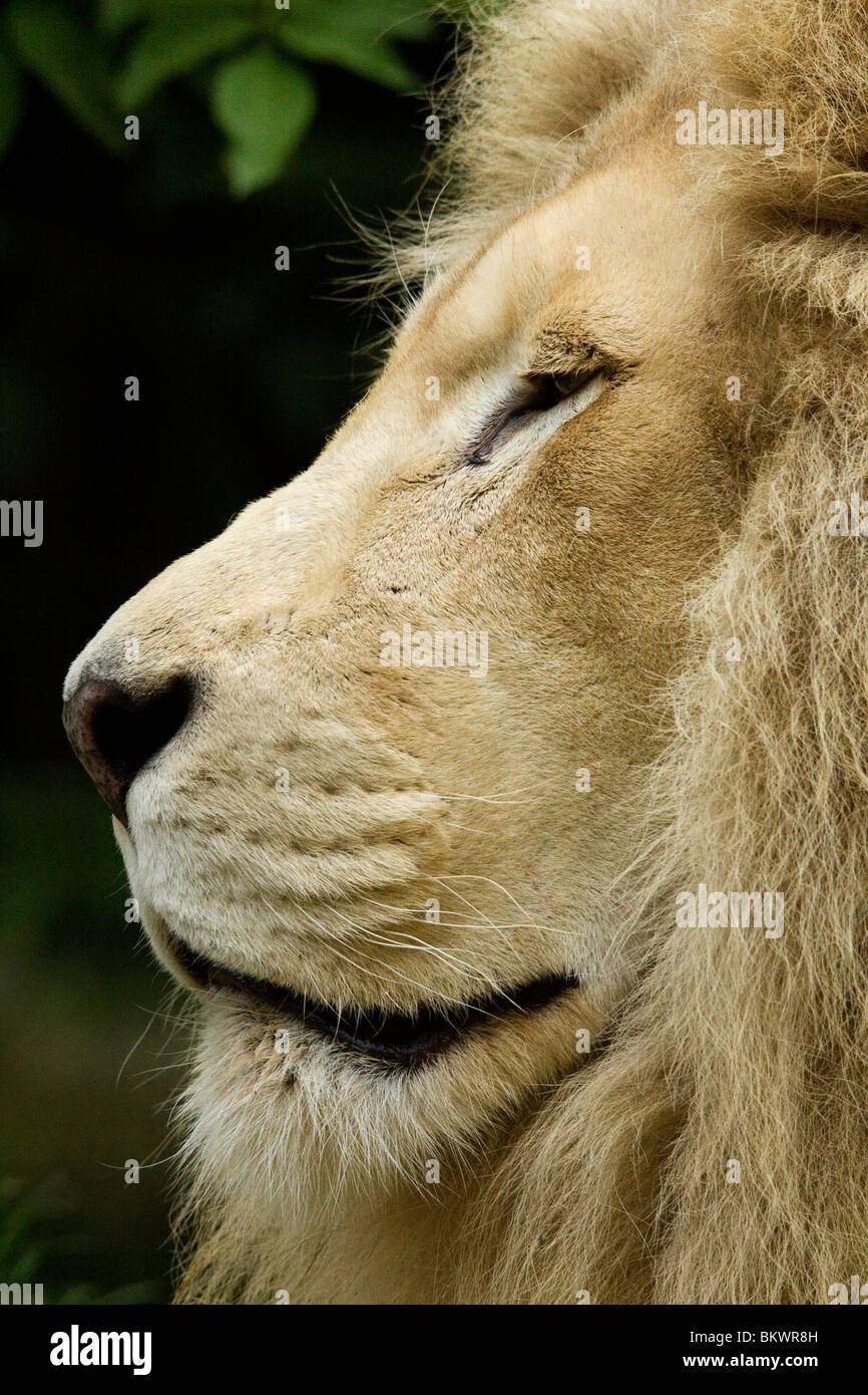 Albino Löwe Stockfotos und -bilder Kaufen - Alamy