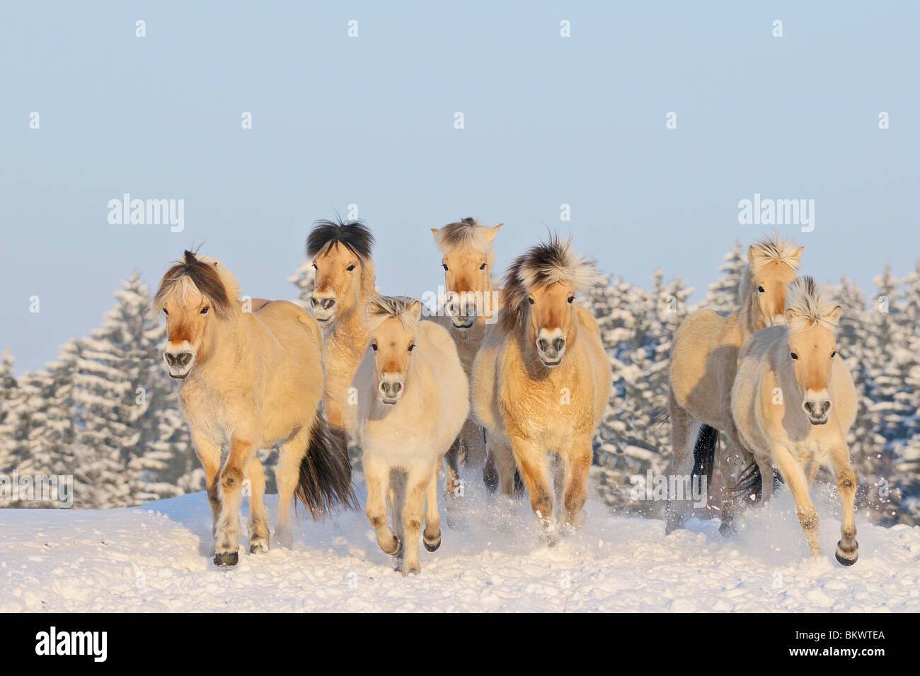 Pony pferd herde viele laufen -Fotos und -Bildmaterial in hoher ...
