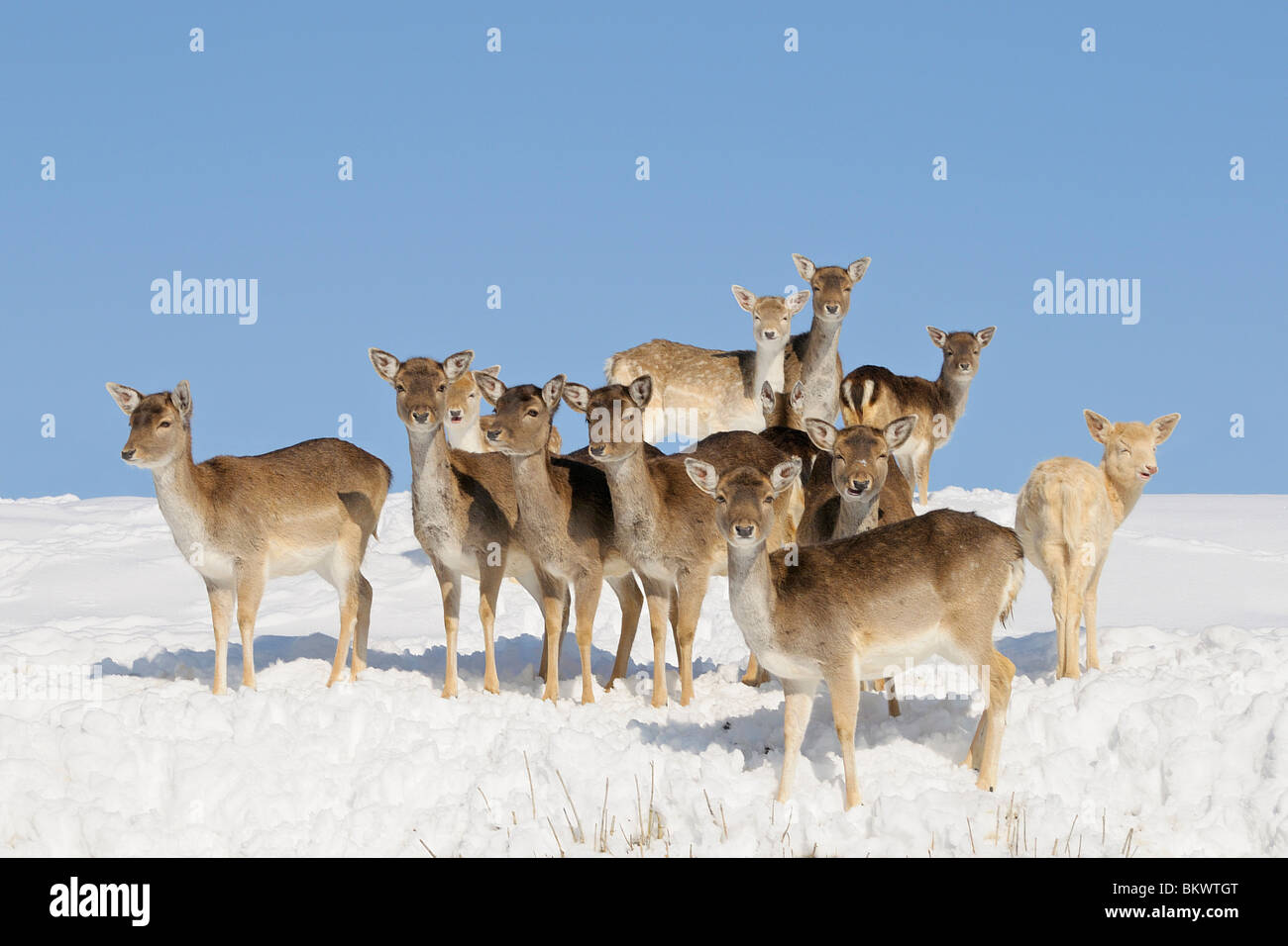 Herde Damwild Stockfotos und -bilder Kaufen - Alamy