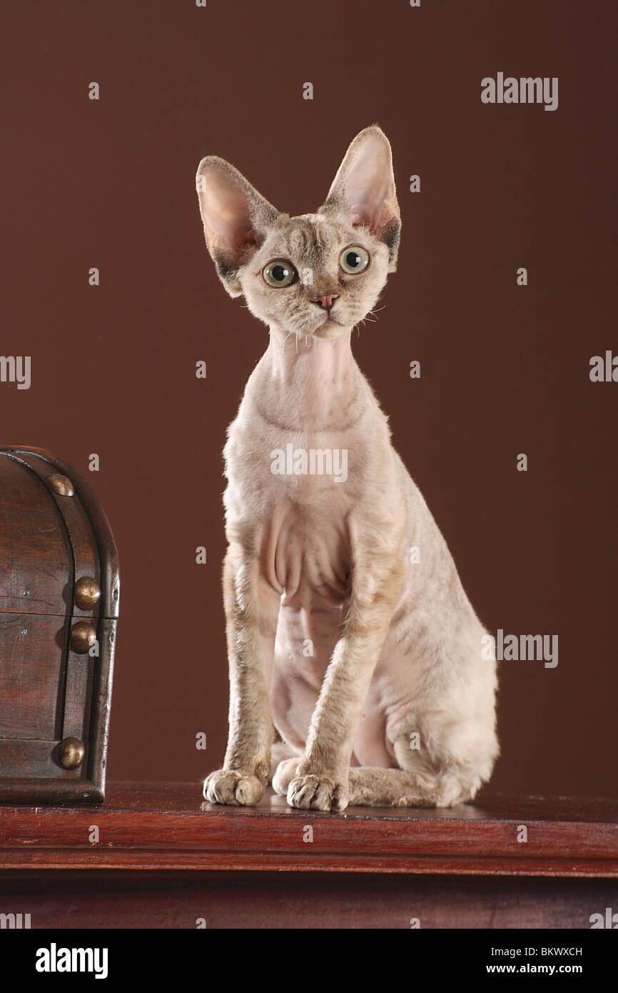 Rex katze -Fotos und -Bildmaterial in hoher Auflösung – Alamy