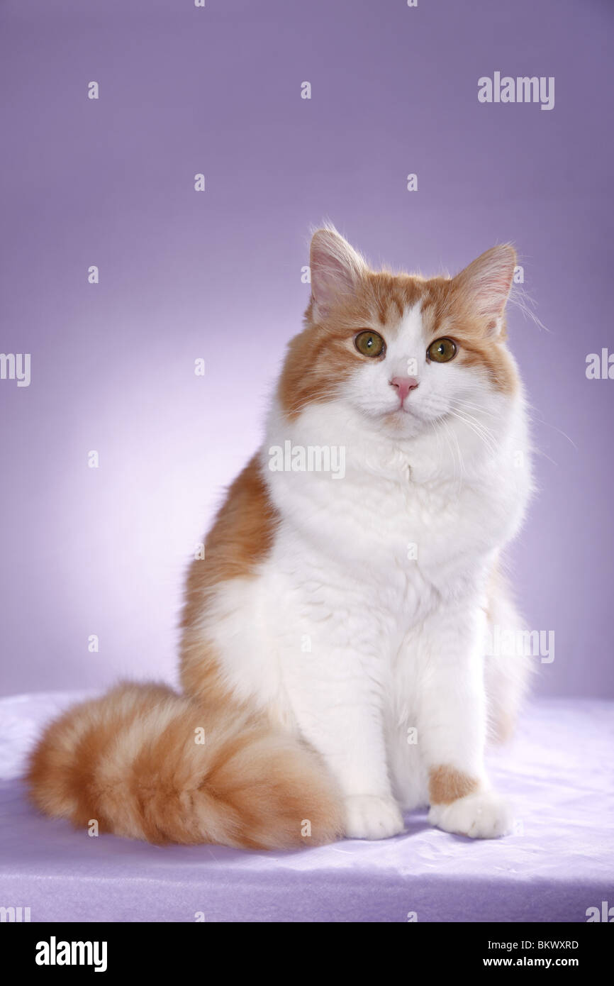 Lila katze -Fotos und -Bildmaterial in hoher Auflösung – Alamy