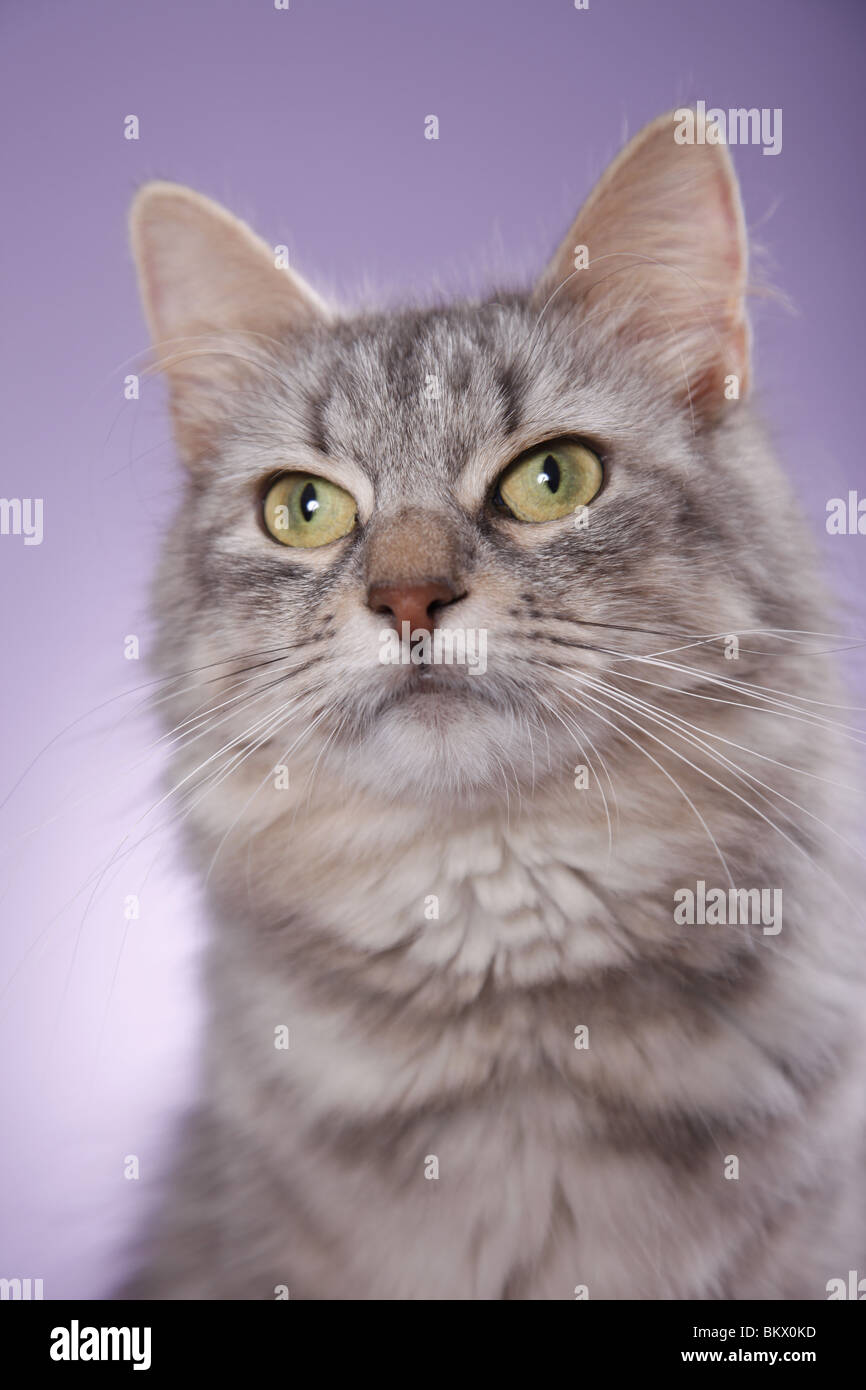Lila katze -Fotos und -Bildmaterial in hoher Auflösung – Alamy