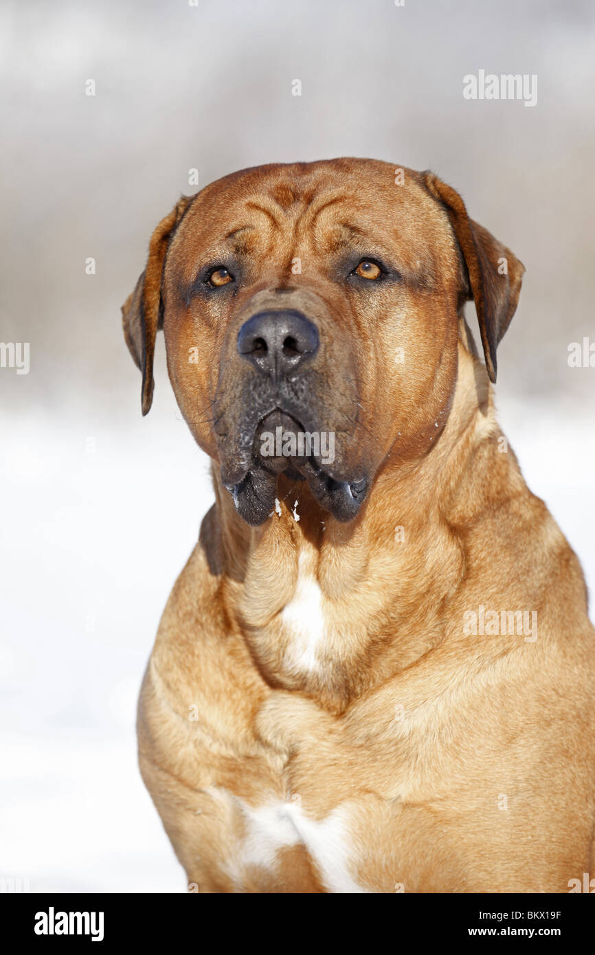 Tosa inus Stockfotos und -bilder Kaufen - Alamy