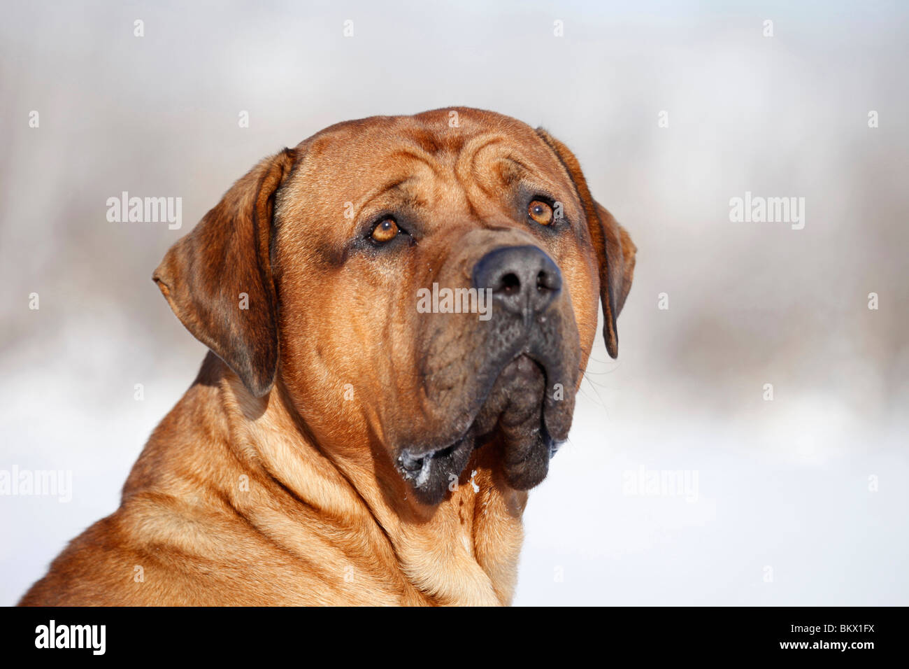 Tosa token -Fotos und -Bildmaterial in hoher Auflösung – Alamy