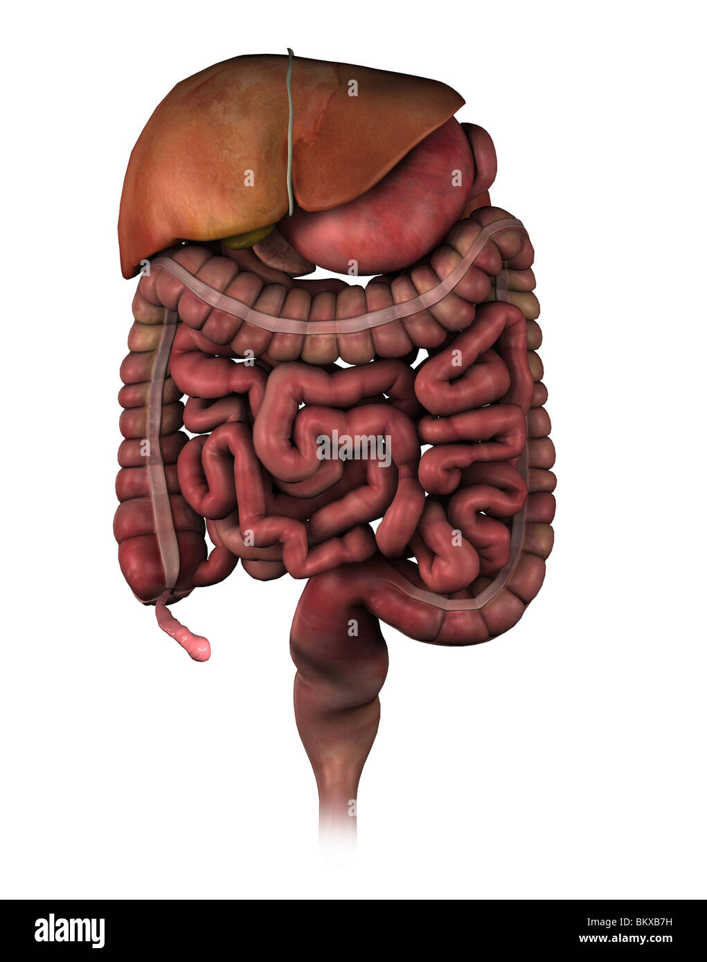 Organe des verdauungstraktes -Fotos und -Bildmaterial in hoher ...