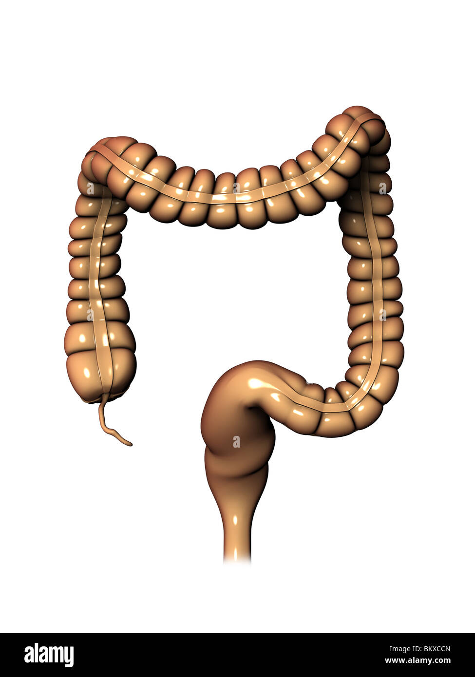 Sigmoid Colon Stockfotos und -bilder Kaufen - Alamy