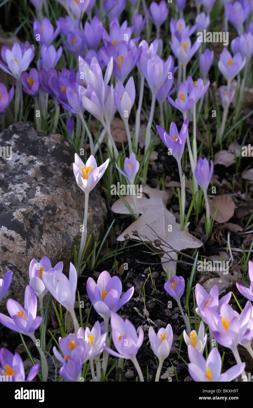 Early crocus crocus tommasinianus -Fotos und -Bildmaterial in hoher ...
