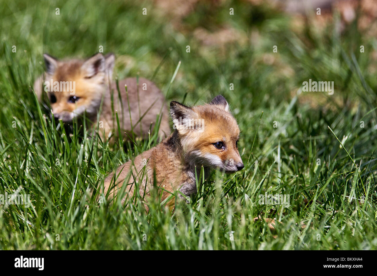 Rotfuchsjunges vulpes vulpes im gras -Fotos und -Bildmaterial in hoher ...