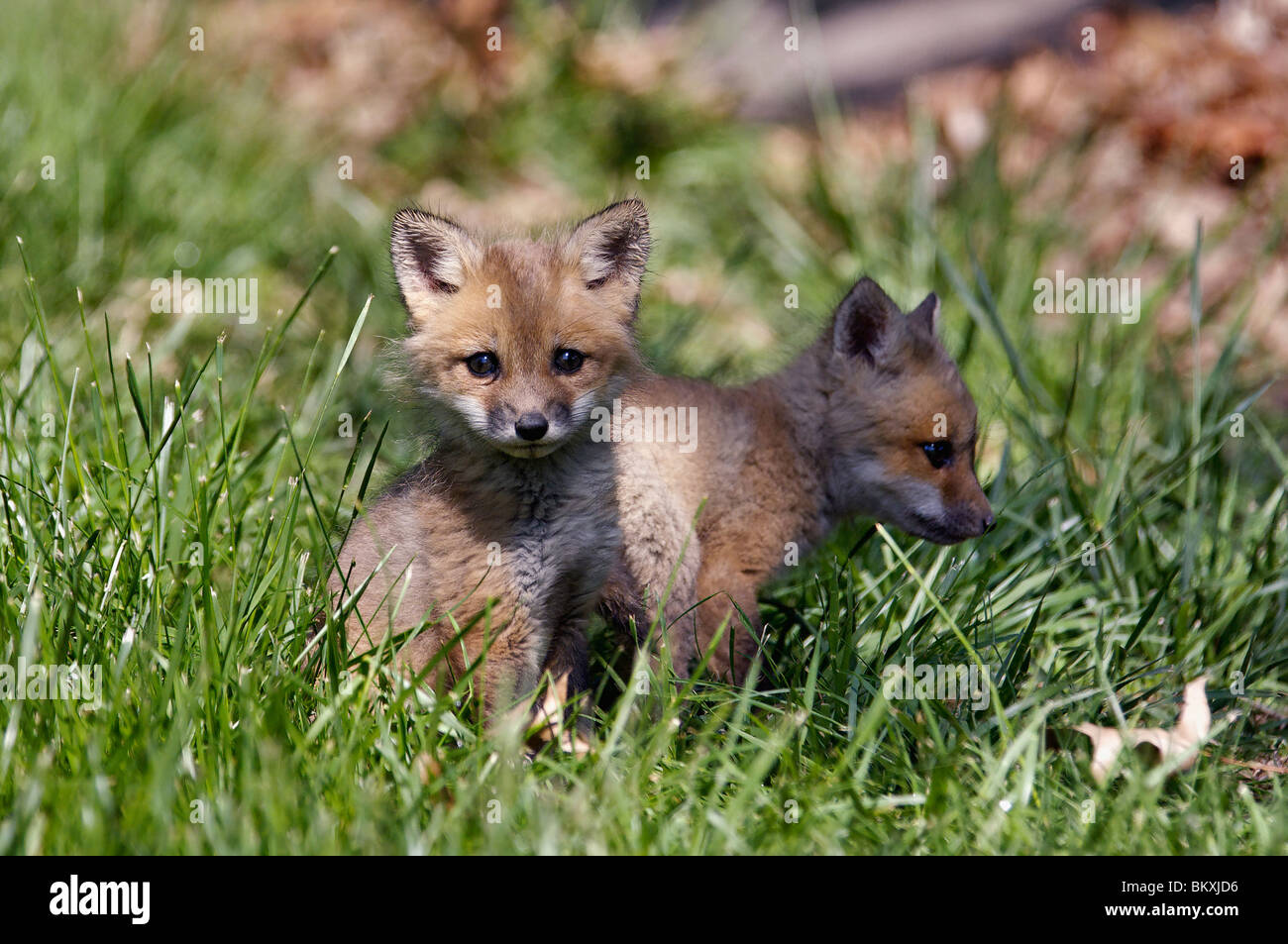 Paar von Rotfuchs Babys in Floyd County, Indiana Stockfotografie - Alamy