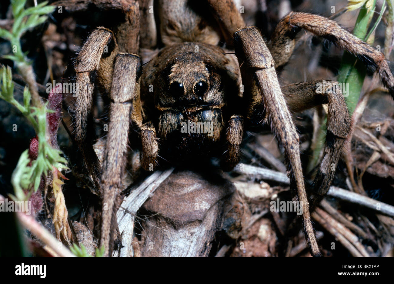 Wolfsspinnen lycosa narbonensis -Fotos und -Bildmaterial in hoher ...