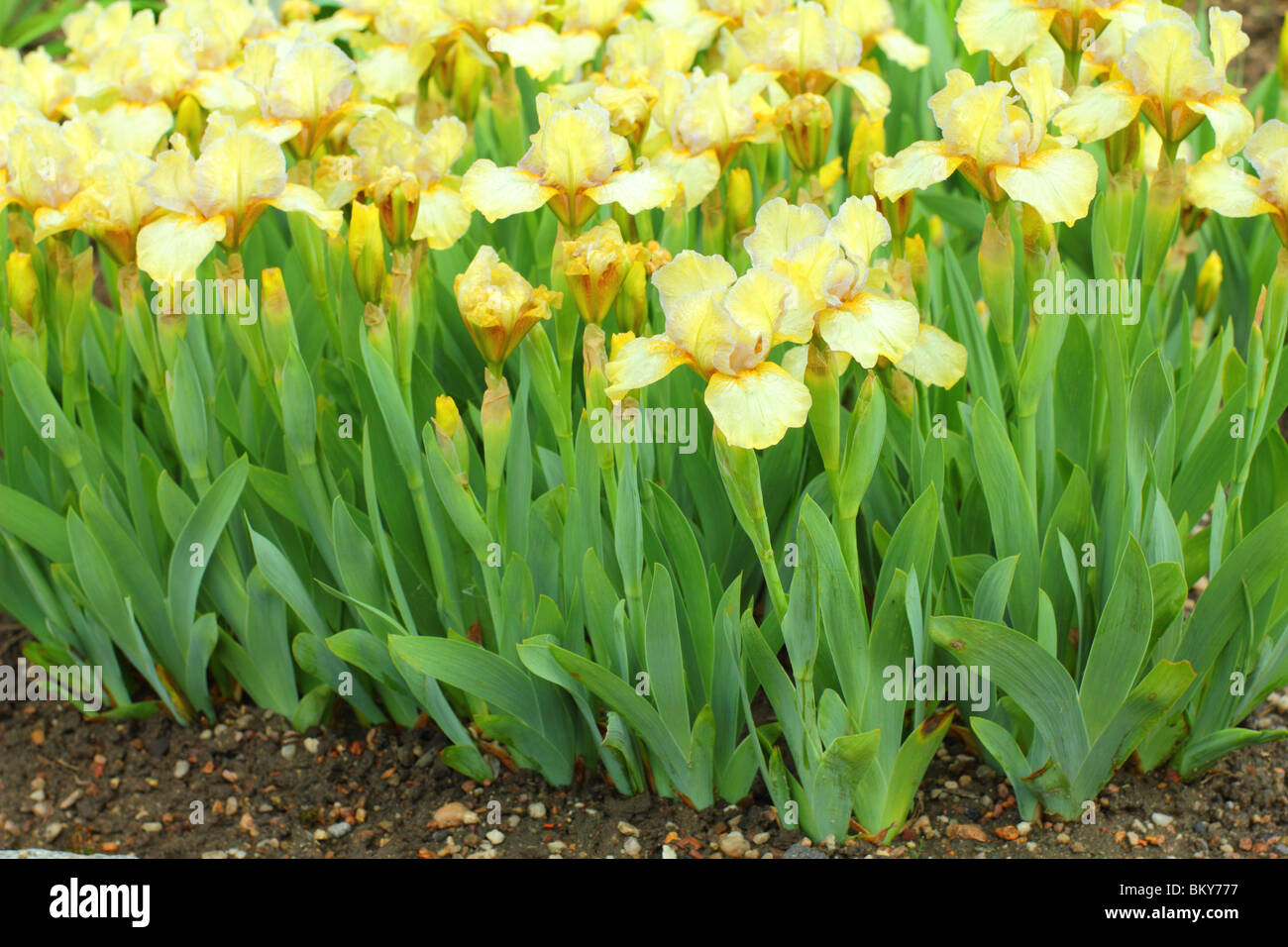 Amazonas prinzessin -Fotos und -Bildmaterial in hoher Auflösung – Alamy
