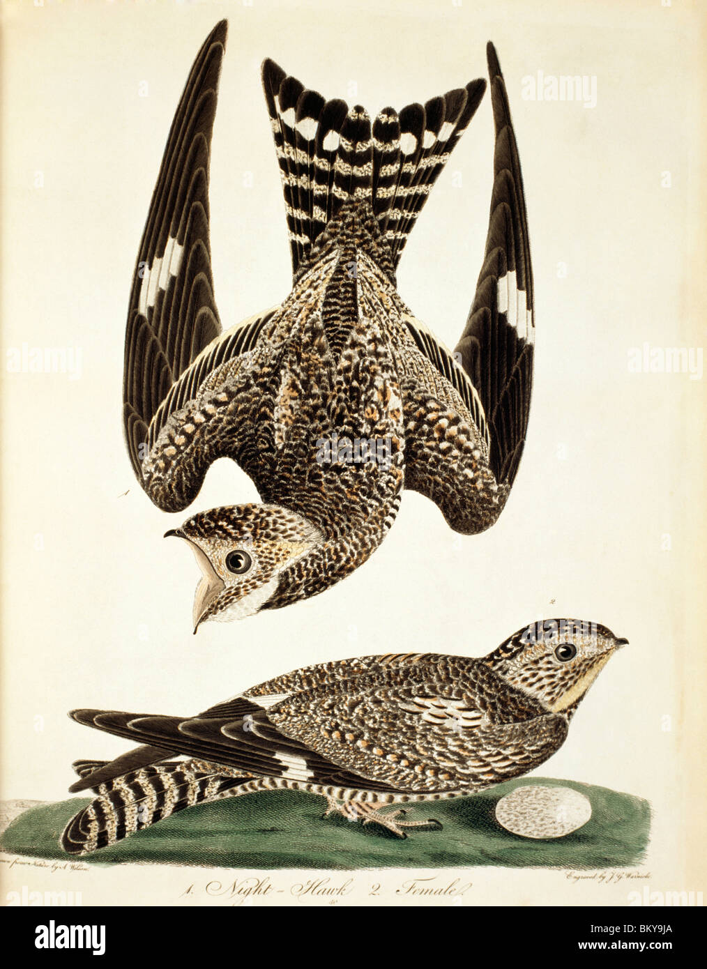 Wilson hawk -Fotos und -Bildmaterial in hoher Auflösung – Alamy