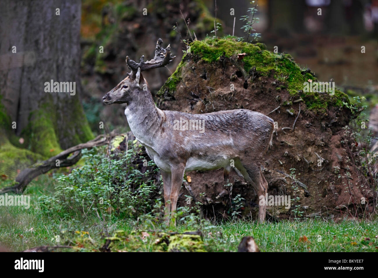 Damwild dama dama im wald -Fotos und -Bildmaterial in hoher Auflösung ...