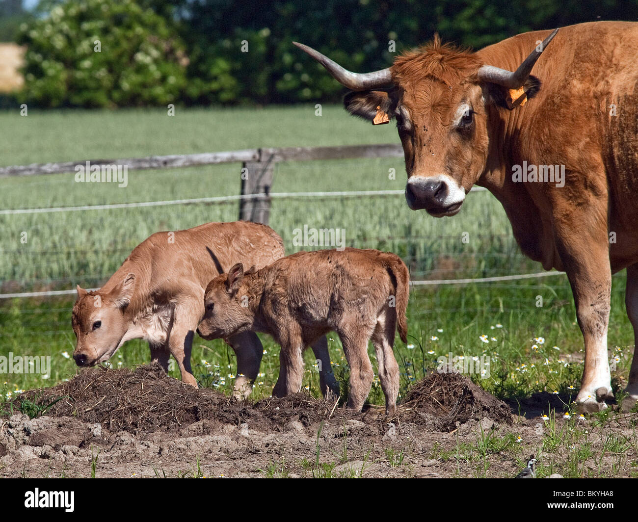 Aubrac wiese -Fotos und -Bildmaterial in hoher Auflösung – Alamy