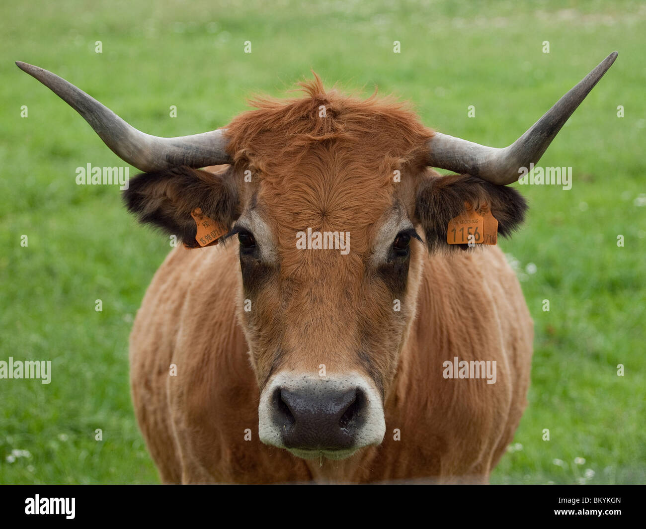 Aubrac cattle -Fotos und -Bildmaterial in hoher Auflösung – Alamy