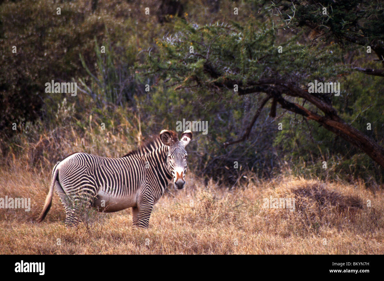 Lewa downs wildlife conservancy -Fotos und -Bildmaterial in hoher ...