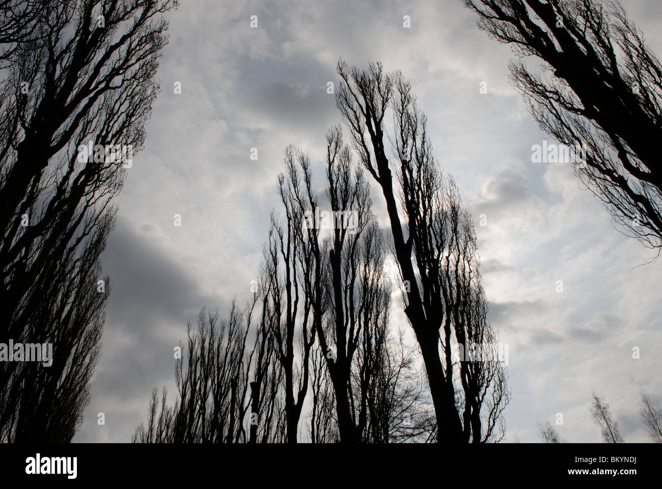 Pappeln blattlos -Fotos und -Bildmaterial in hoher Auflösung – Alamy