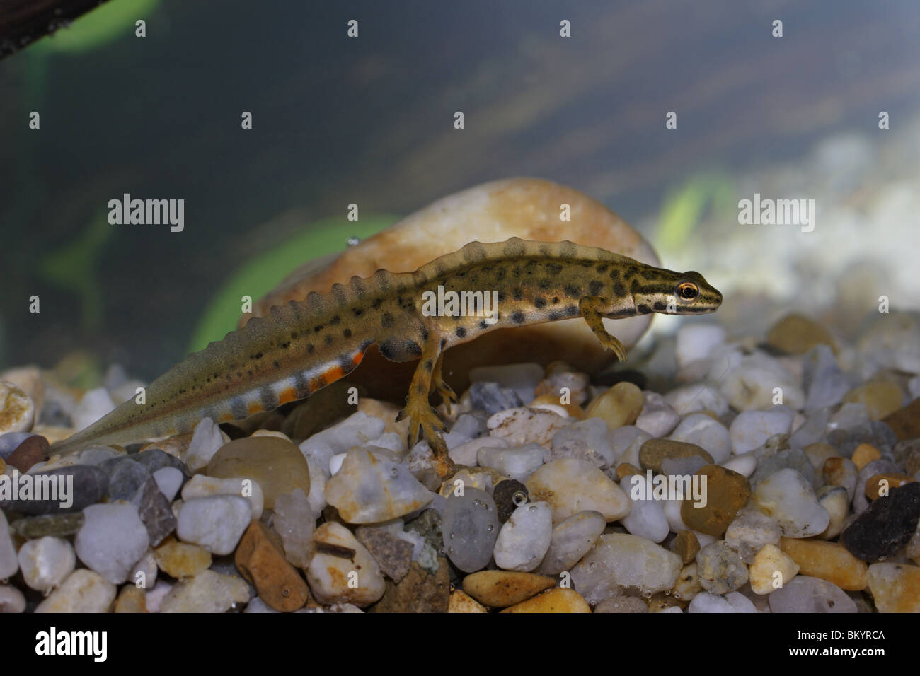 Molch, Teichmolch, Triturus, Vulgaris, Lissotriton, Common, Newt ...