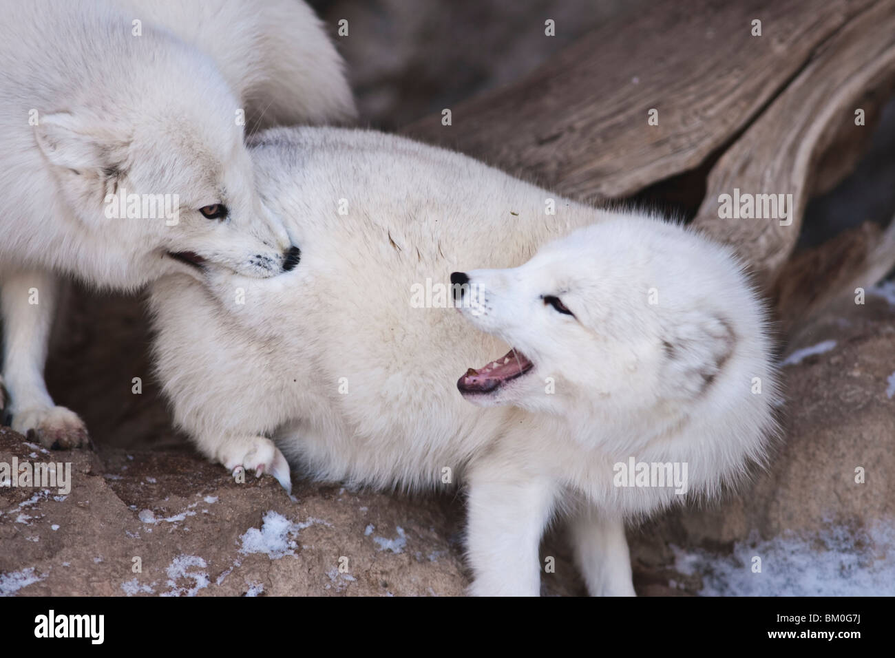 Fuchs paarung -Fotos und -Bildmaterial in hoher Auflösung – Alamy