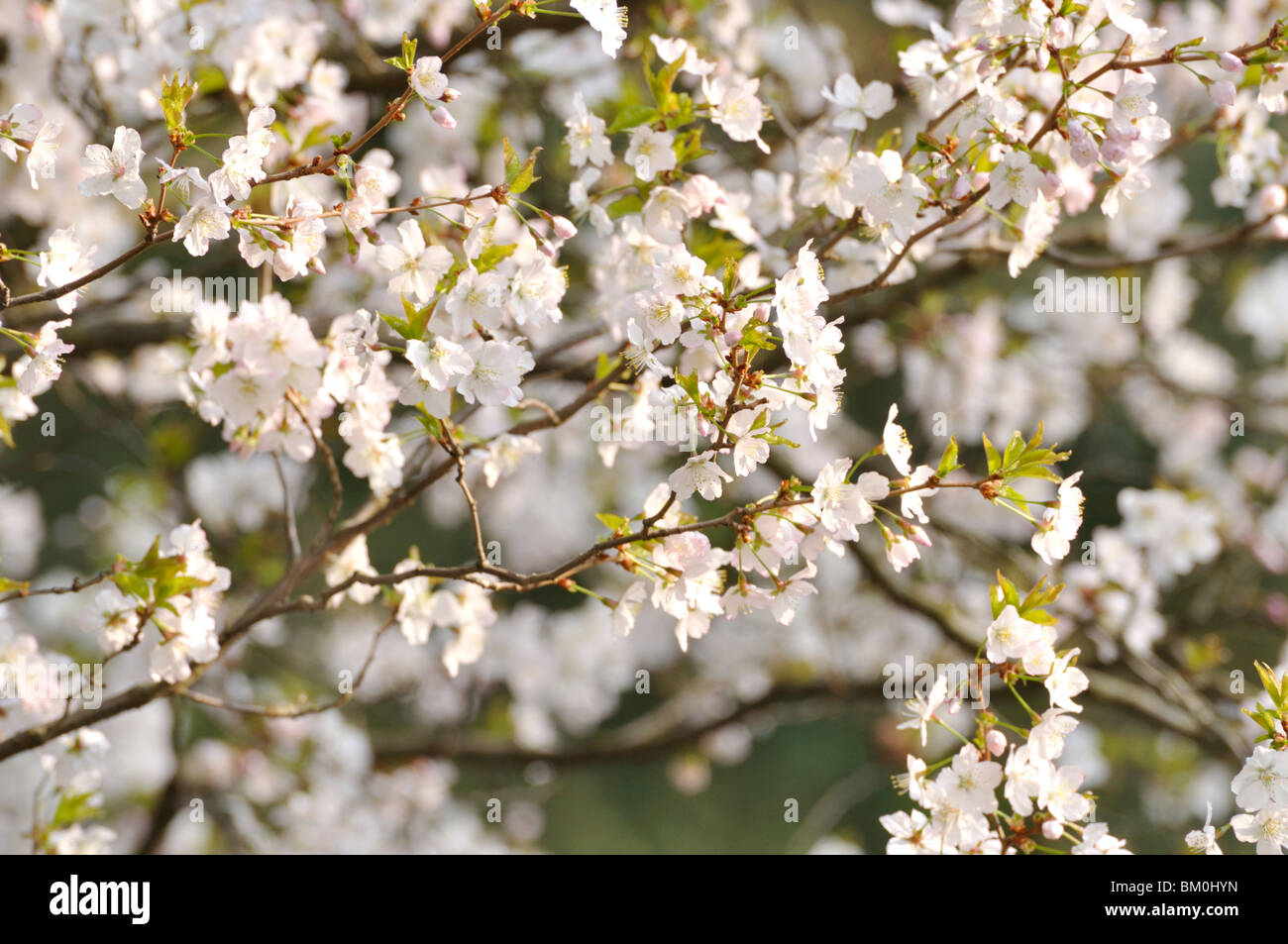 Japanische alpenkirsche -Fotos und -Bildmaterial in hoher Auflösung – Alamy