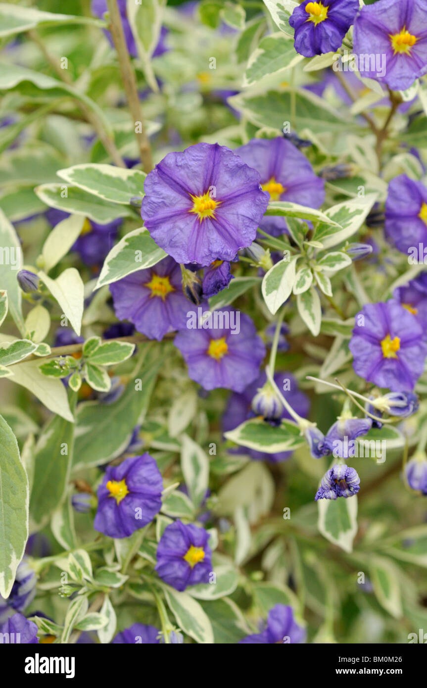 Luxus Solanum Lycianthes Rantonnetii Bilder