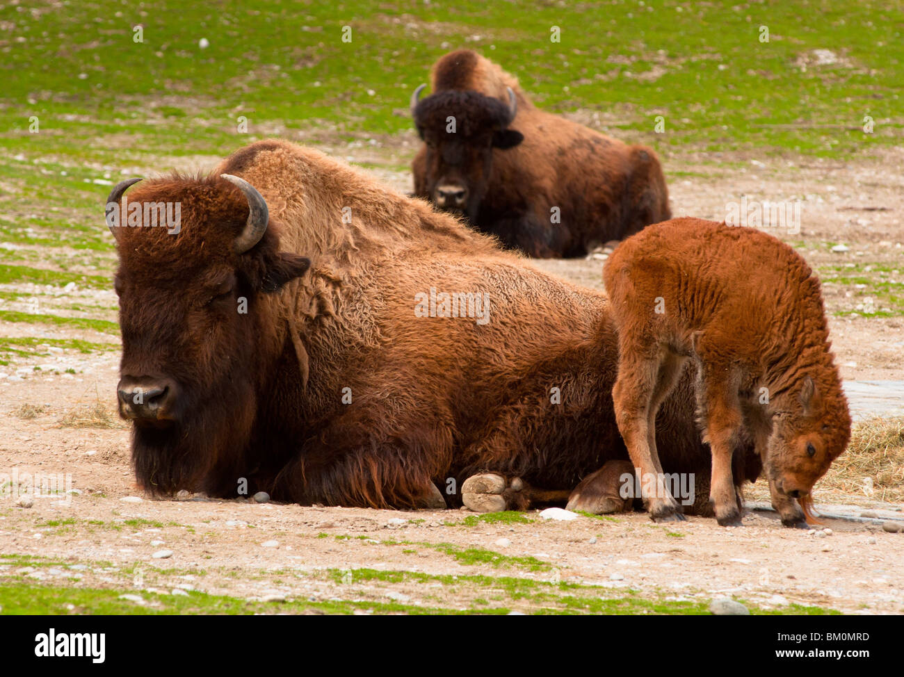 American Bison Buffalo Side View Stockfotos und -bilder Kaufen - Alamy