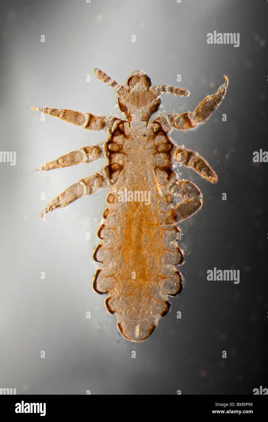 Pediculus Humanus Capitis Stockfotos und -bilder Kaufen - Alamy