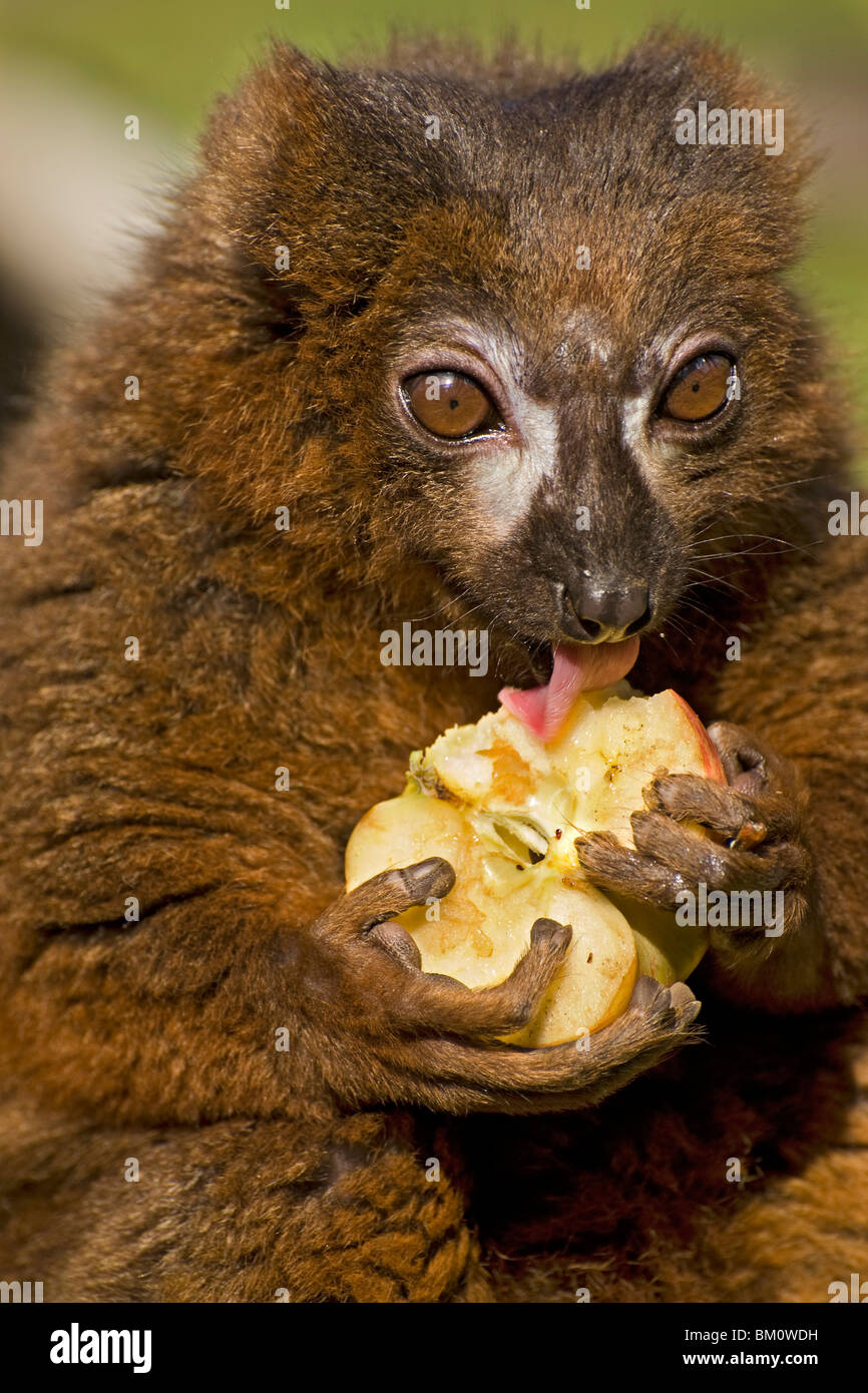 Primate tongue -Fotos und -Bildmaterial in hoher Auflösung – Alamy