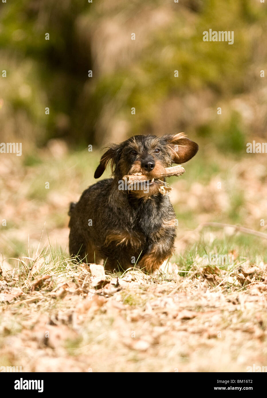 German Hunting Hat Stockfotos & German Hunting Hat Bilder - Alamy