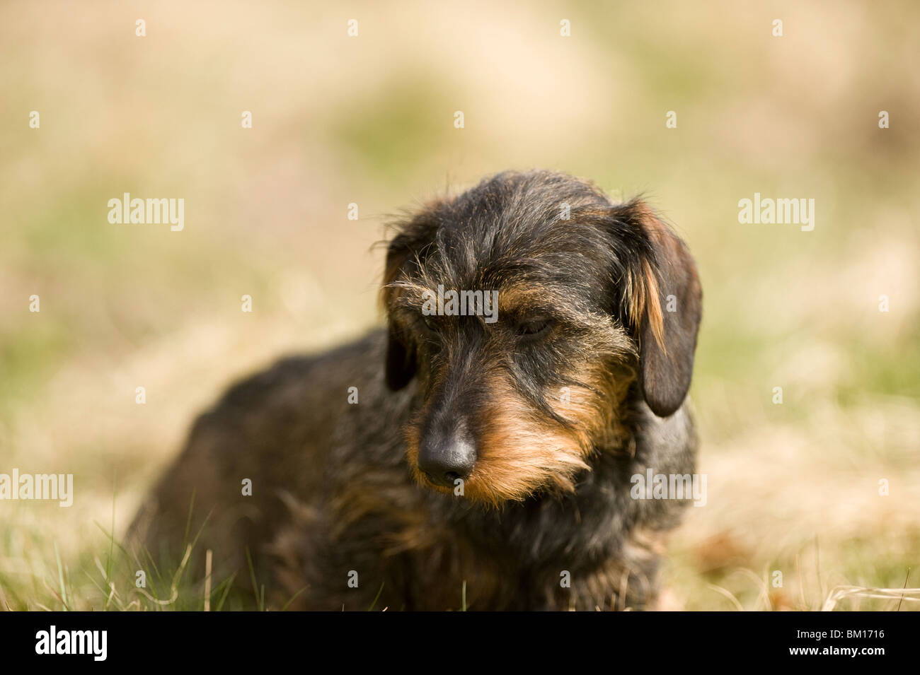 Tekel Dackel Deutsch Drahthaar Dackel Jagd arbeiten Stockfotografie - Alamy