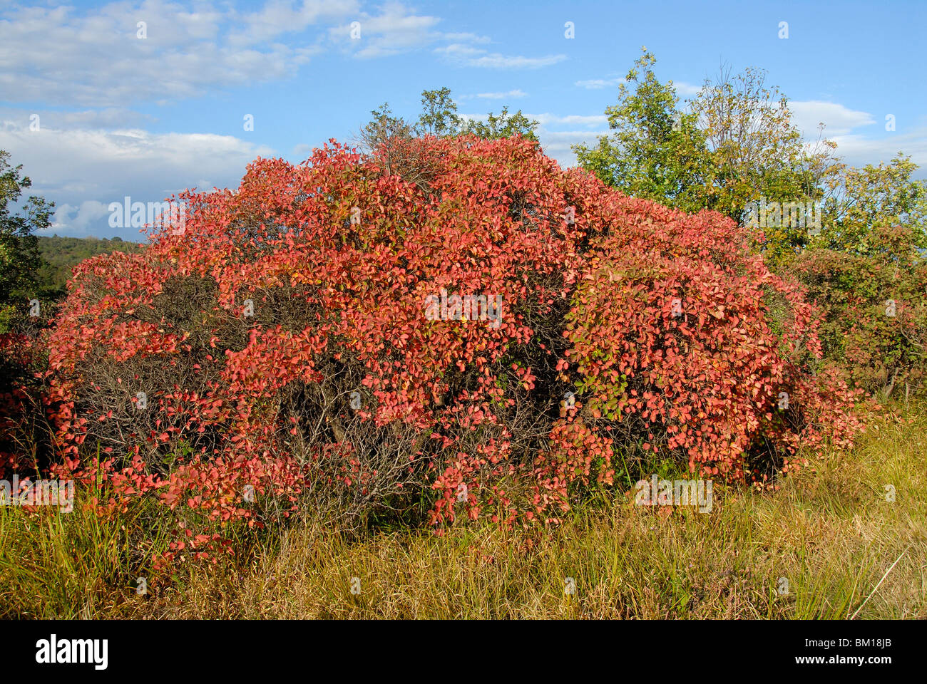 Cotinus Coggygria, eurasischen Smoketree oder Rauch Baum ...