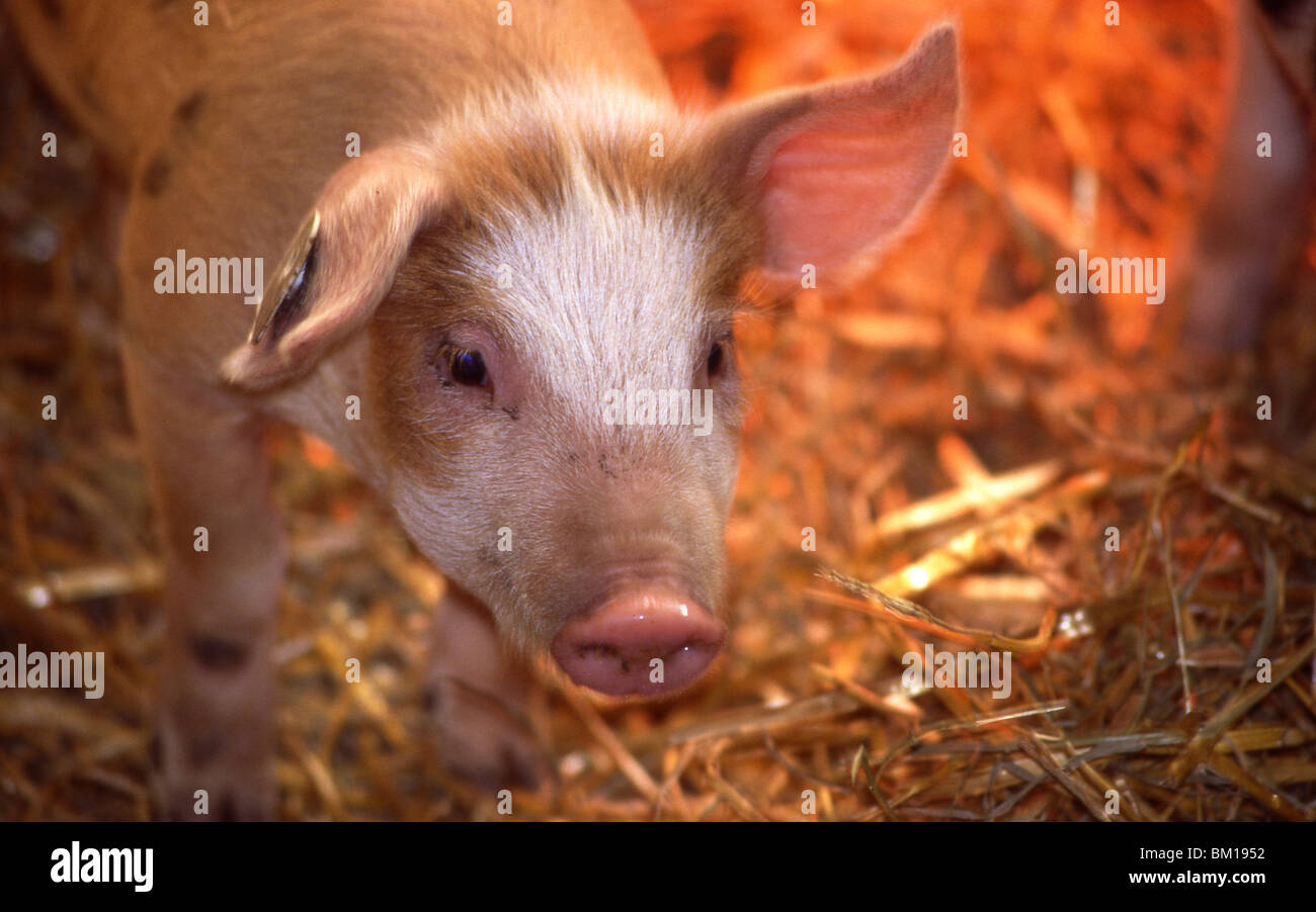 Tiere ferkel im stall schwein ferkel -Fotos und -Bildmaterial in hoher ...