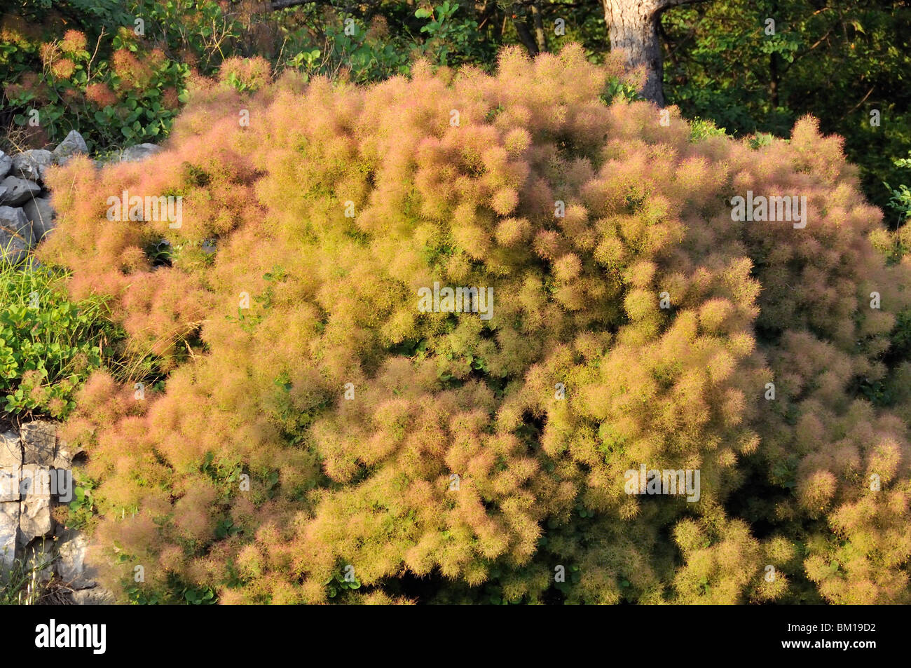 Cotinus coggygria -Fotos und -Bildmaterial in hoher Auflösung – Alamy