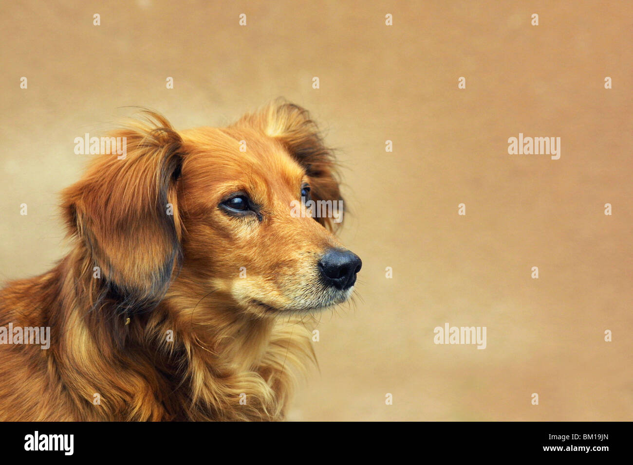 Dackel lange haare -Fotos und -Bildmaterial in hoher Auflösung – Alamy