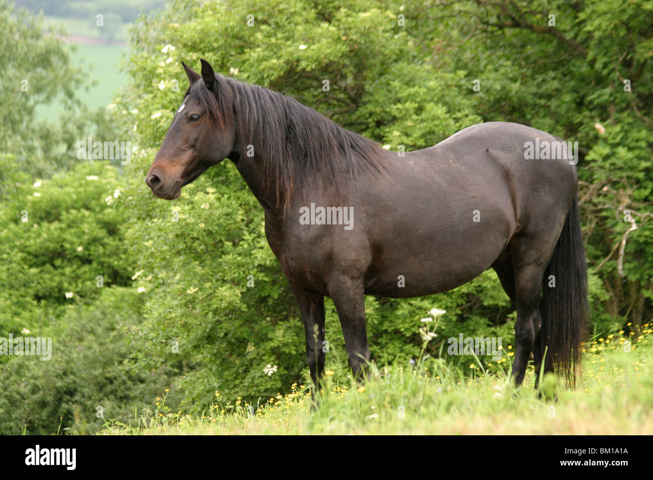 Mit pferd stehen -Fotos und -Bildmaterial in hoher Auflösung – Alamy