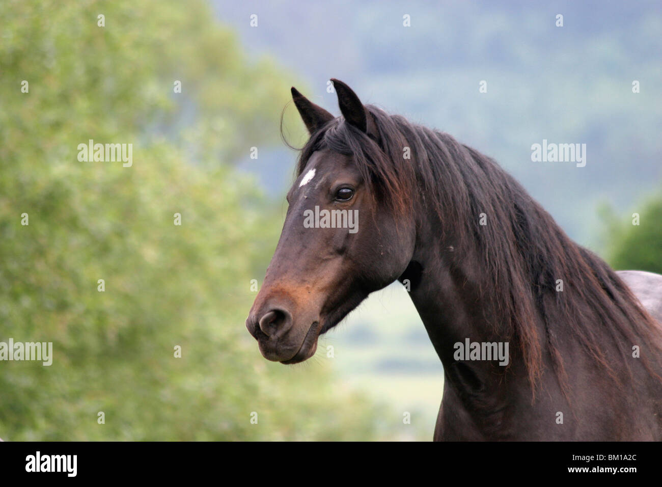 Morgan Horse Stockfotos & Morgan Horse Bilder - Alamy