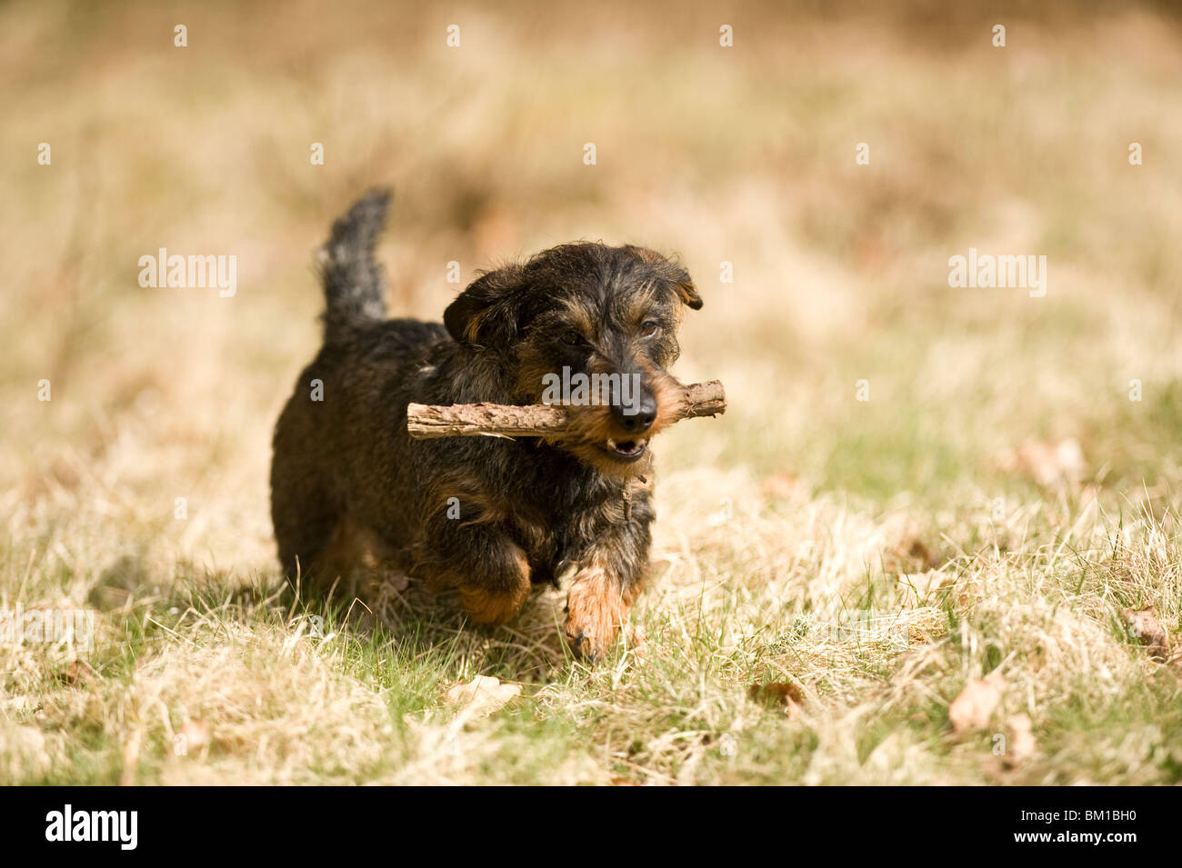 Tekel Dackel Deutsch Drahthaar Dackel Jagd arbeiten Stockfotografie - Alamy