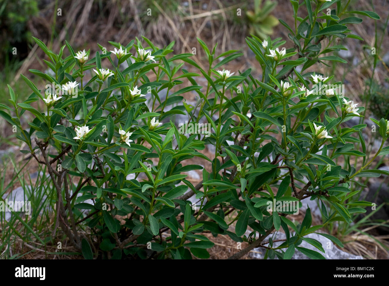 Daphne alpina -Fotos und -Bildmaterial in hoher Auflösung – Alamy