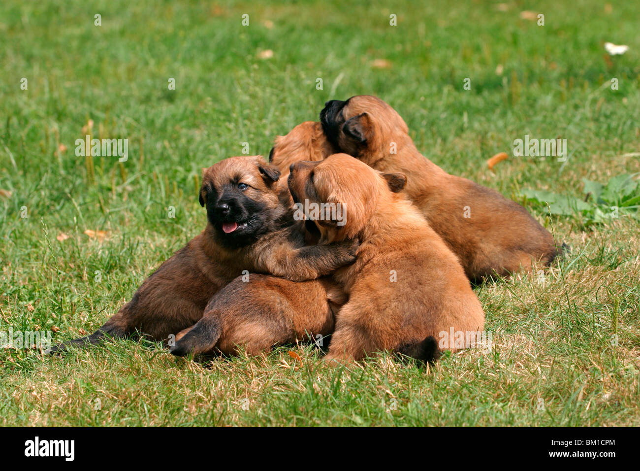 Hund harzer fuchs welpen -Fotos und -Bildmaterial in hoher Auflösung ...